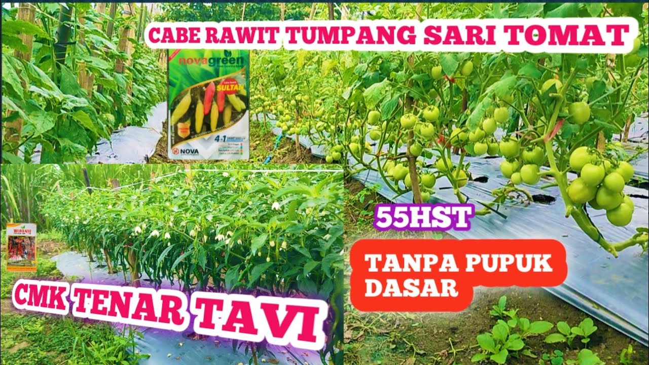 TANAMAN CABE TOMAT INI TANPA PUPUK DASAR TRIK AMPUH BEBAS KEMATIAN ...