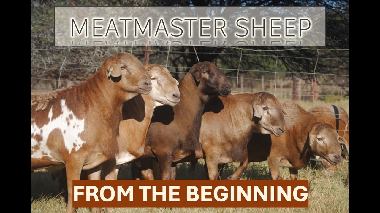 MEATMASTER SHEEP - FROM THE BEGINNING - YouTube