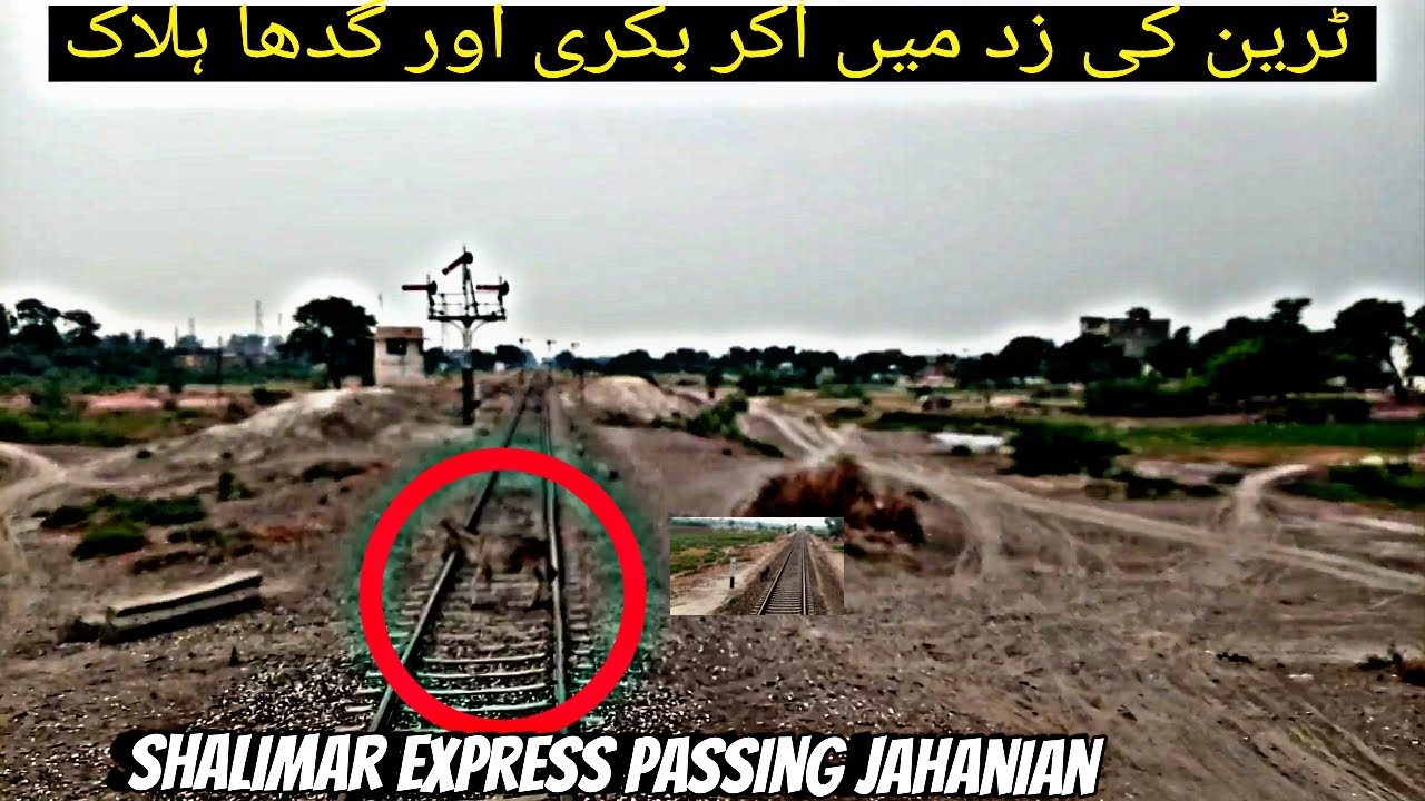 Live Goat & Donkey Hit With Fastest Train Shalimar Express At Jahanian ...