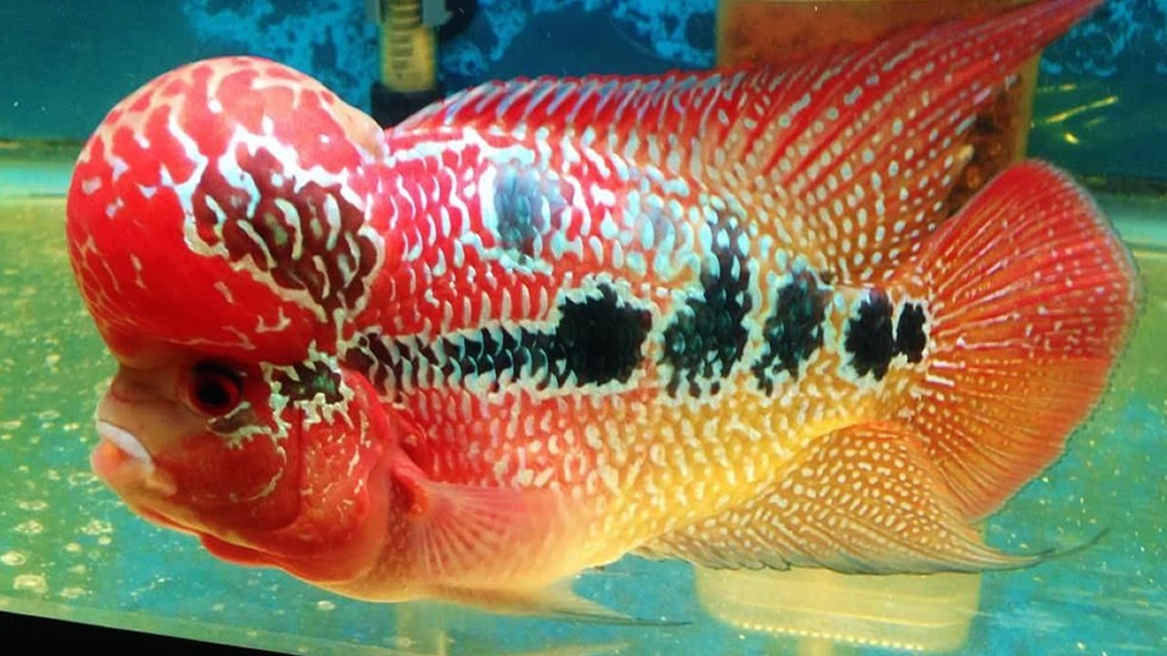 7 Poissons Exotiques Uniques Au Monde - YouTube