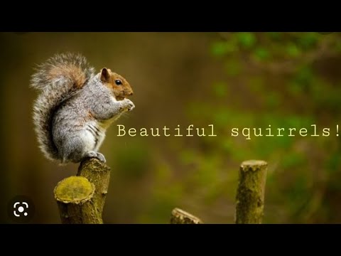 Meditation!! Beautiful squirrel videos!!.. it's feel refresh&relax to ...
