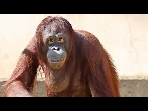 Watch This Pregnant Orangutan Snack While Getting An Ultrasound