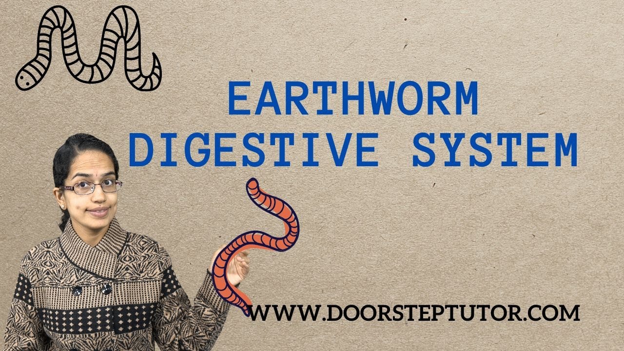 Earthworm Digestive System (Buccal cavity, Pharynx, Oesophagus, Gizzard ...