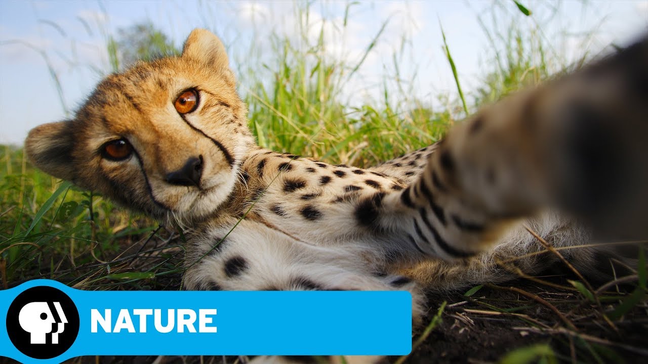 NATURE | The Cheetah Children: Official Trailer | PBS - YouTube