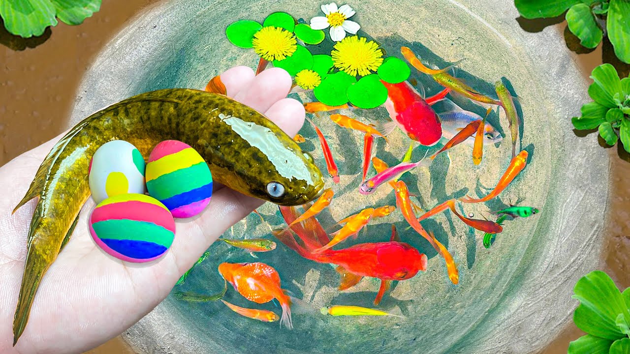 Catching Baby Banana Fish in Small Pond, Butterflyfish, Guppy Fish, Koi ...