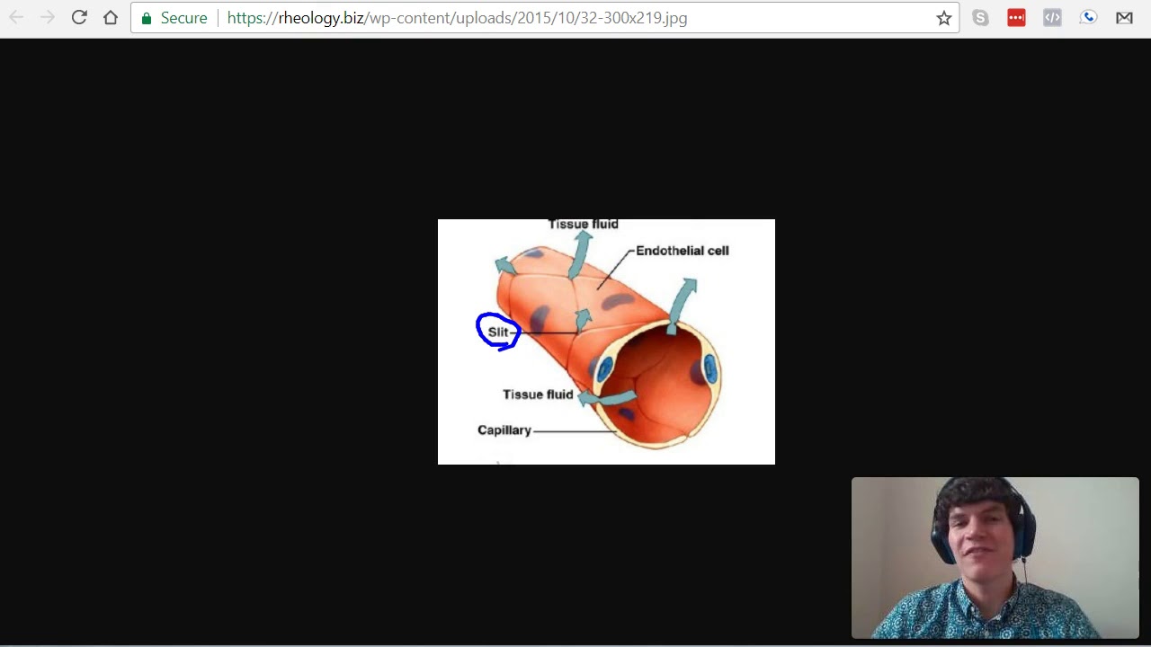 MCAT Question of the Day: Capillary Permeability and the Lymphatic ...