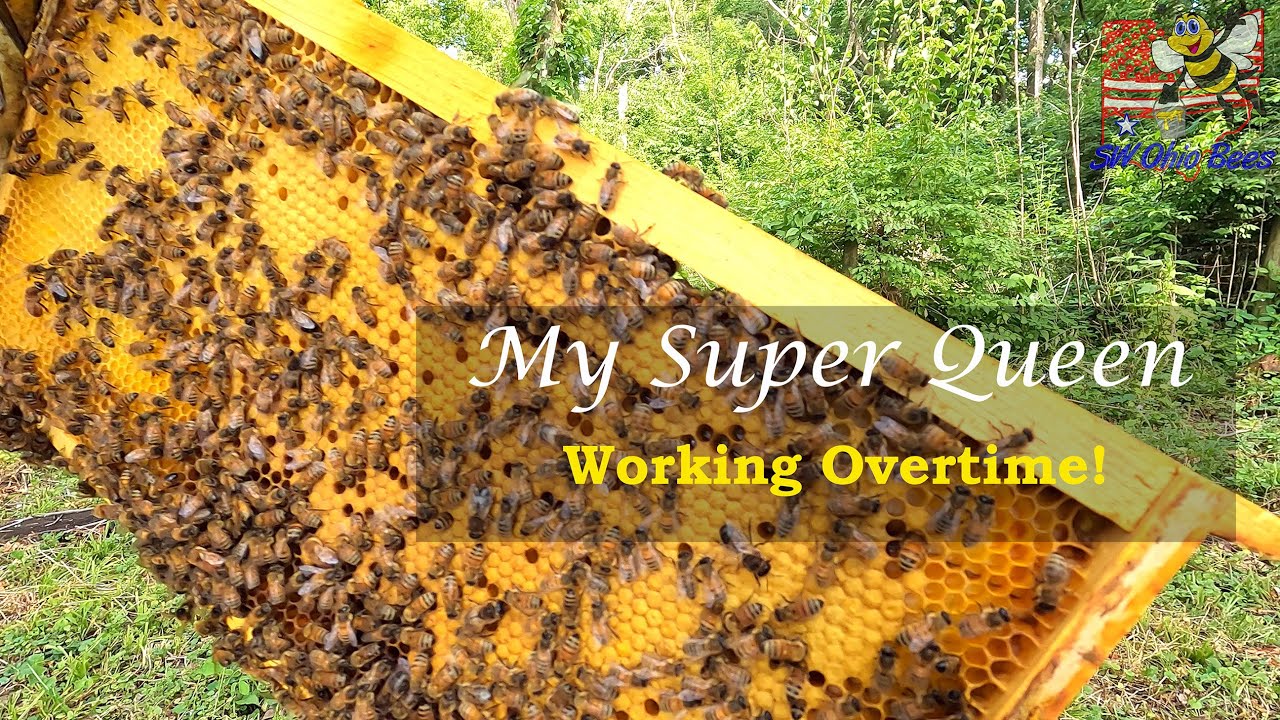 My Super Queen Bee - Working Overtime! - YouTube