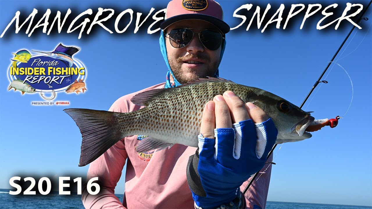 Here Are The Best Ways to Catch Mangrove Snapper in Florida! - YouTube