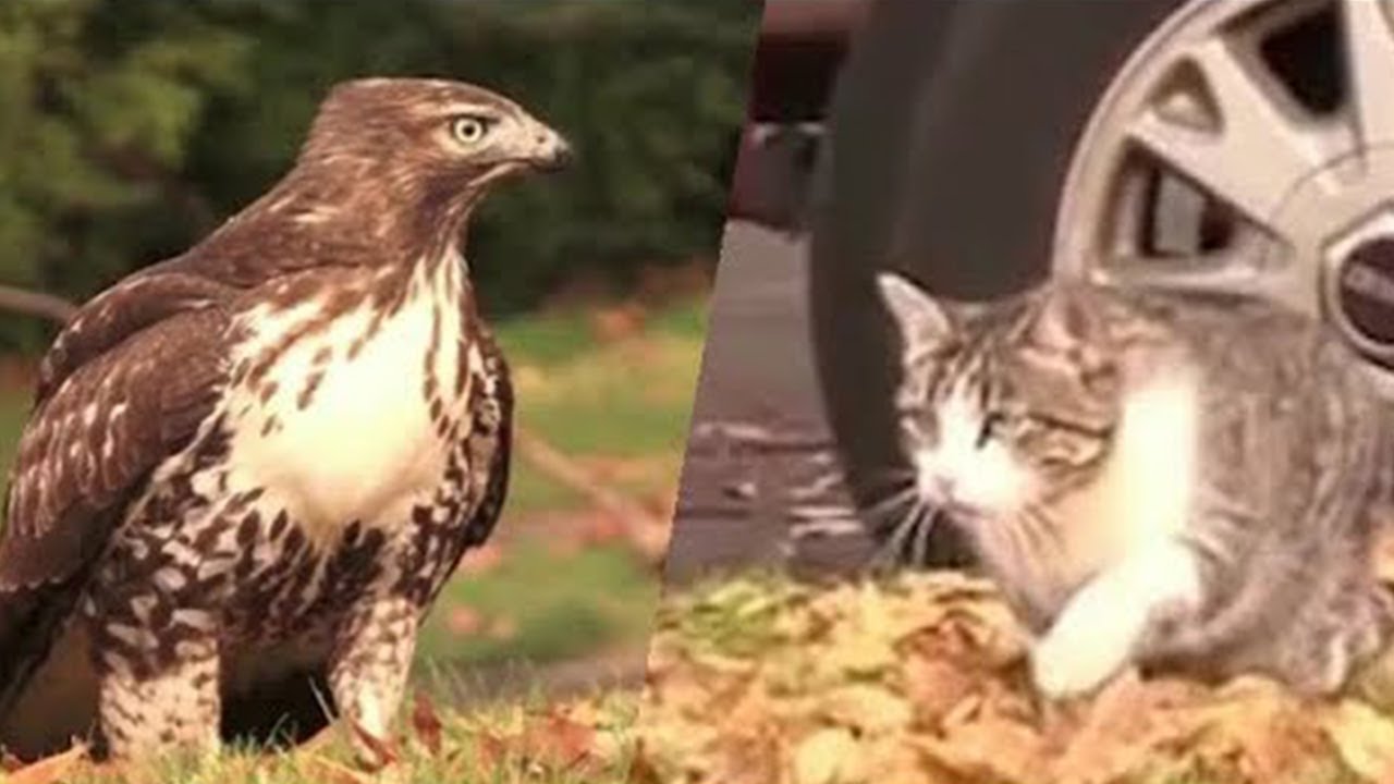 Cat VS Hawk (The Force Awakens) - YouTube