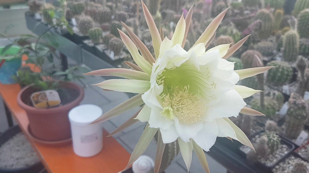 Комнатные цветы.АМАРИЛИС .Eriocereus Jusbertii. - YouTube