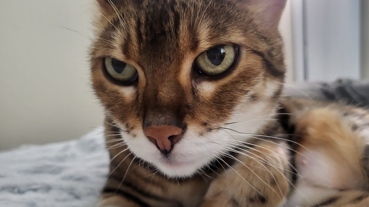 The Importance Of Spending One On One Time With Your Cat - YouTube