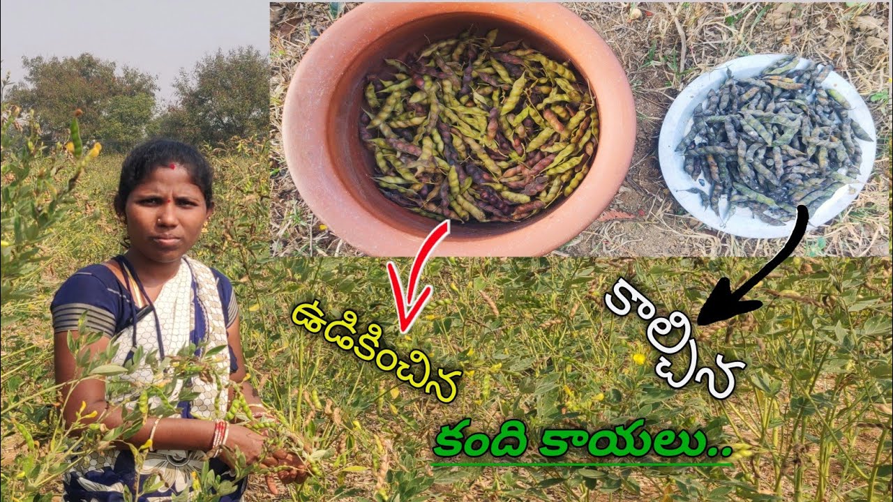 kandhi kayalu kalchadam || కంది కాయలు ఉడికించడం @Cookingwithnaturein ...