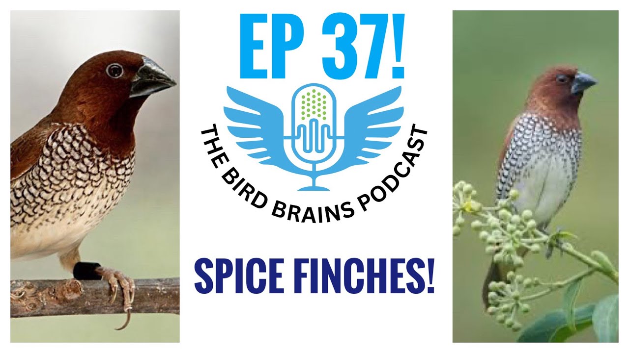 How to Keep Spice Finches! The Bird Brains Podcast EP37! - YouTube