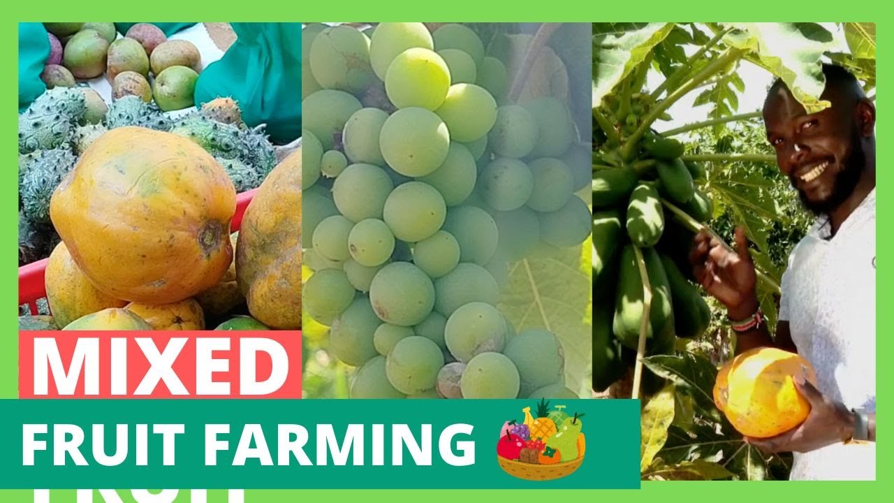 How to be in season every time with fruit farming - farmGuide - YouTube