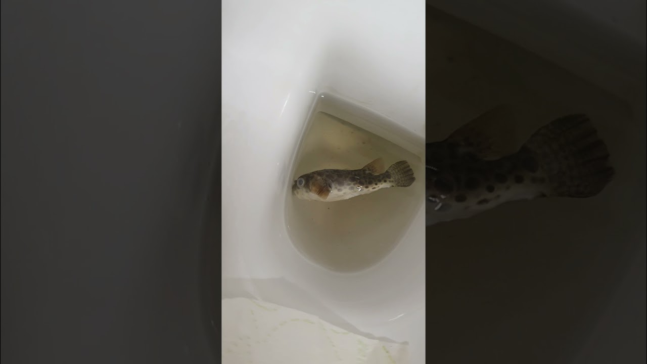 R.I.P. Rybka Adam - YouTube