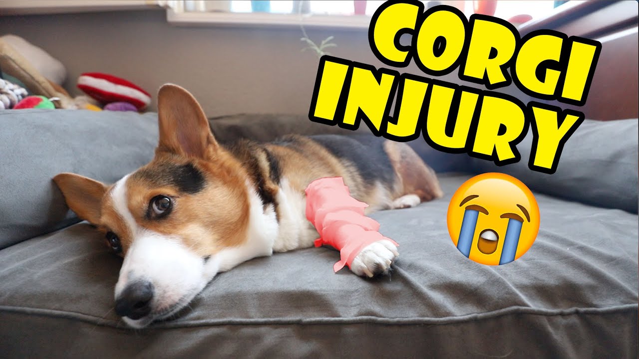 CORGI Can't Move! - Latest Update Injury Solved || Life After College ...