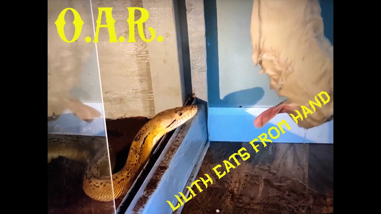 Hand feeding a Retric - YouTube