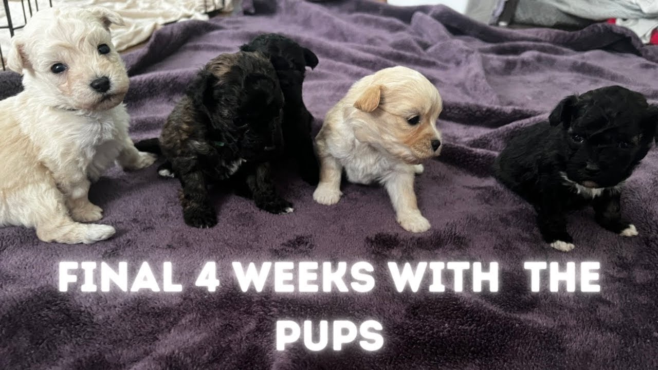 Day in the Life of 4 Week Old Puppies|Final 4 Weeks - YouTube