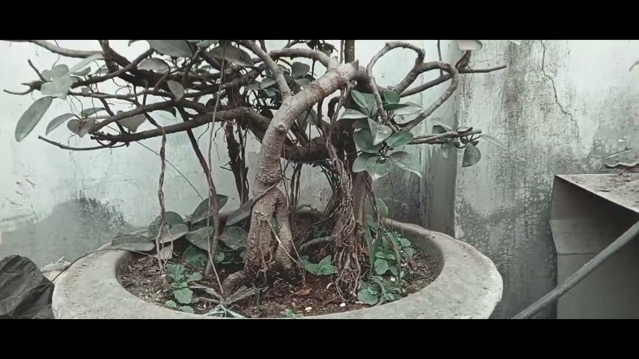 China Bot Bonsai Tree.... - YouTube