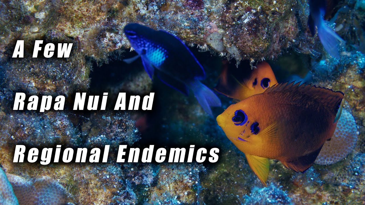 Rapa Nui and regional endemics; 𝘾𝙝𝙖𝙚𝙩𝙤𝙙𝙤𝙣 𝙡𝙞𝙩𝙪𝙨, 𝘾𝙝𝙧𝙮𝙨𝙞𝙥𝙩𝙚𝙧𝙖 𝙧𝙖𝙥𝙖𝙣𝙪𝙞 ...