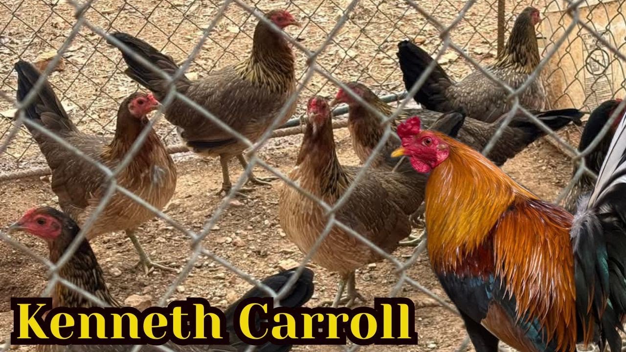 Breeding Pens Kenneth Carroll Farm Feeding Time - YouTube