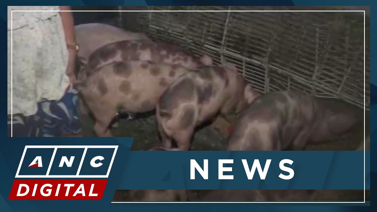 Truck with 30 ASF-infected hogs intercepted in Quezon City | ANC - YouTube