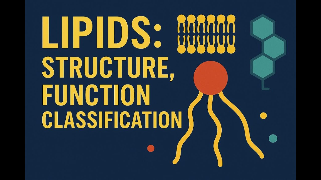 Nutrition - Lipids: Structure, Function, Classification - YouTube