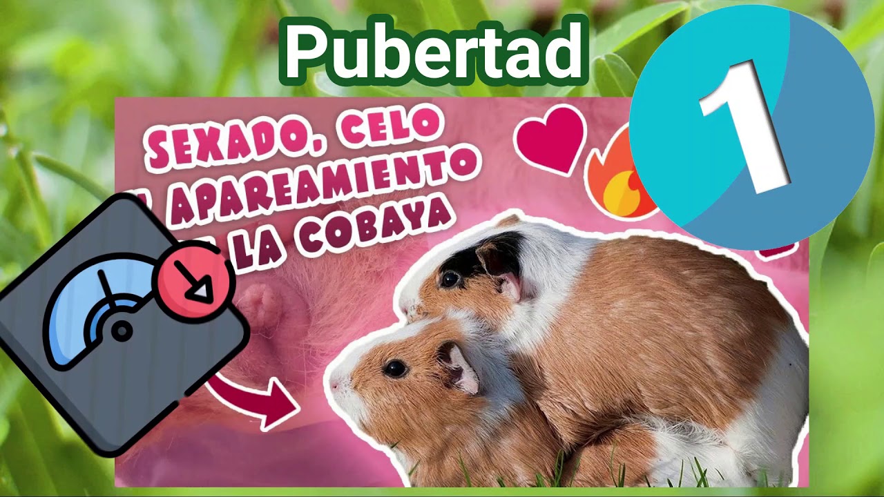Sistema reproductor de una cuy hembra - YouTube