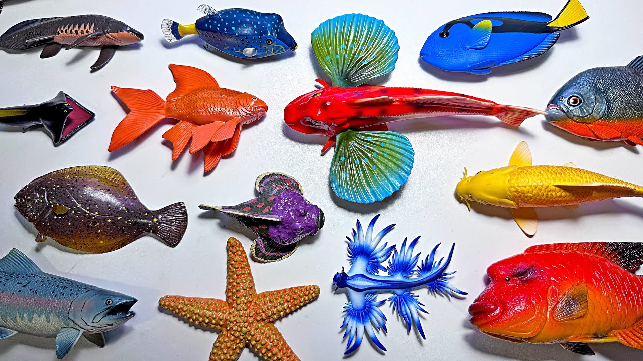 Sea Animals - Fish Collection - Clownfish, Goldfish, Blue Sea Dragon ...