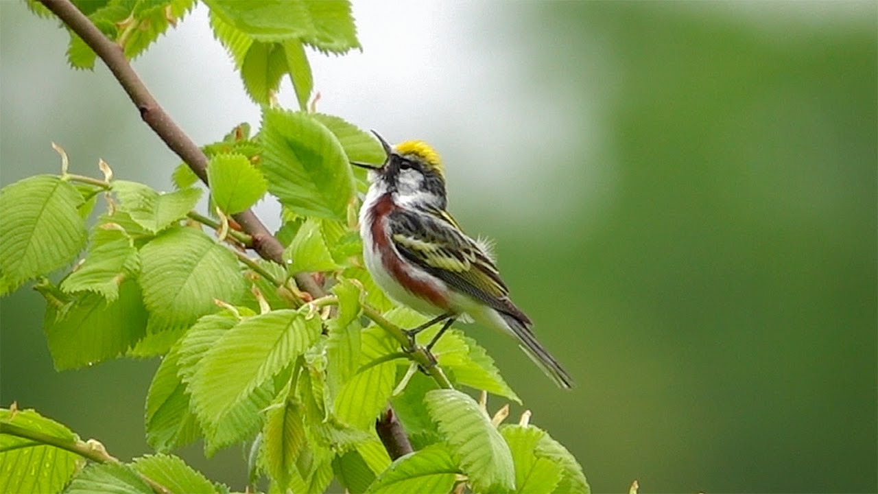 Chestnut-sided Warbler Song (31 May 2021) - YouTube