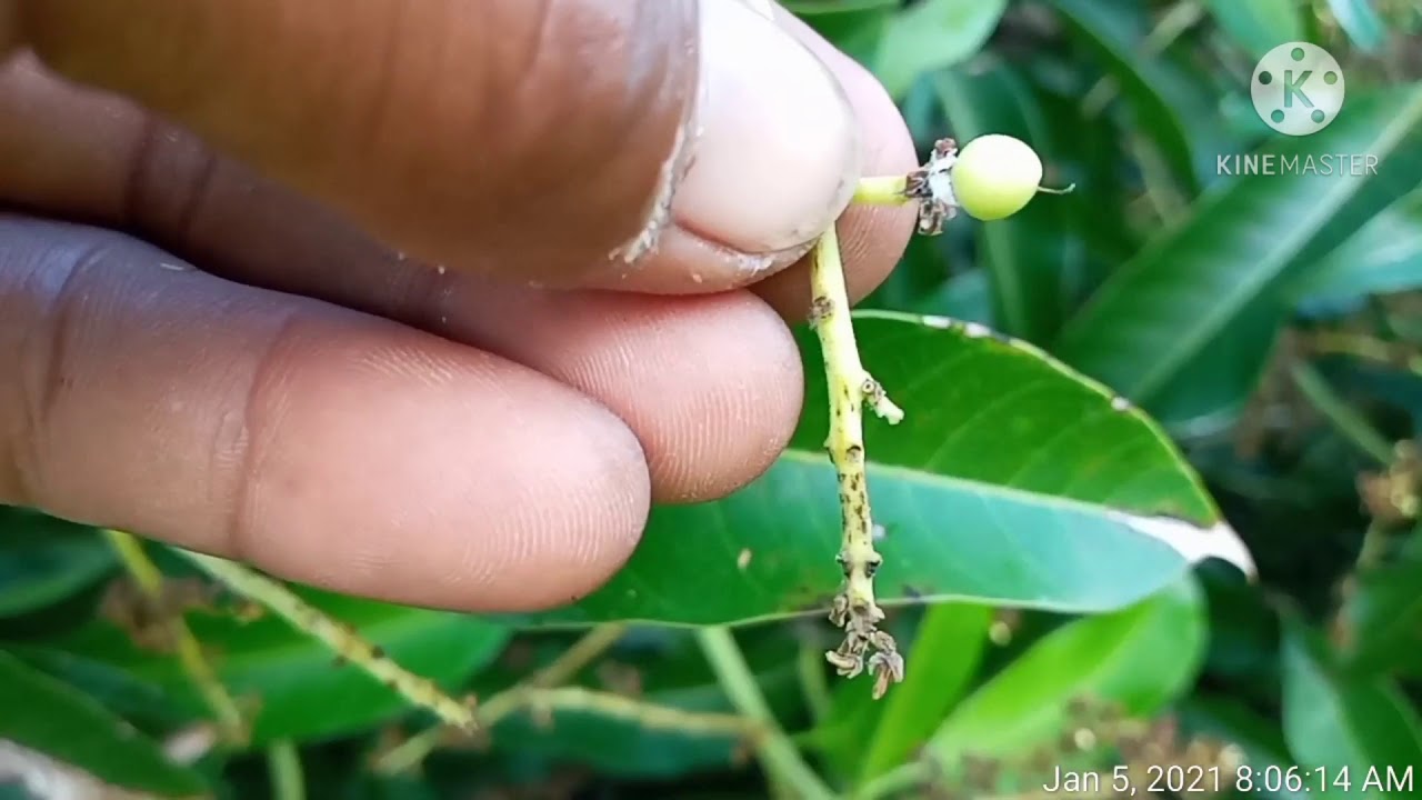 HUGAS PROCEDURE TAMANG TIMING 33days to 42days - YouTube