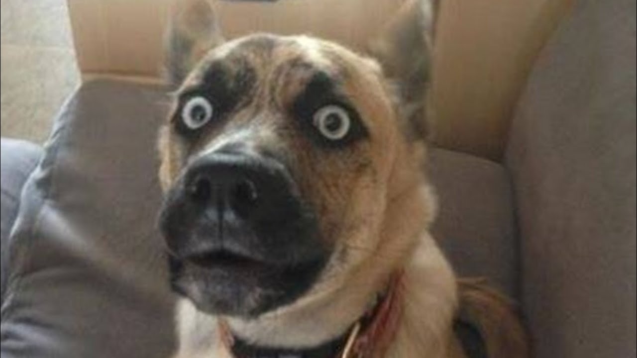 Videos de Risa - Perritos chistosos 2021 - YouTube