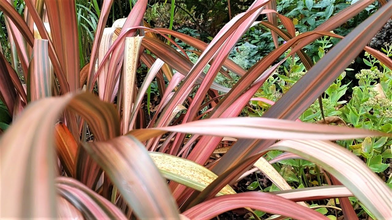 Phormium - New Zealand Flax - Pink Panther - YouTube