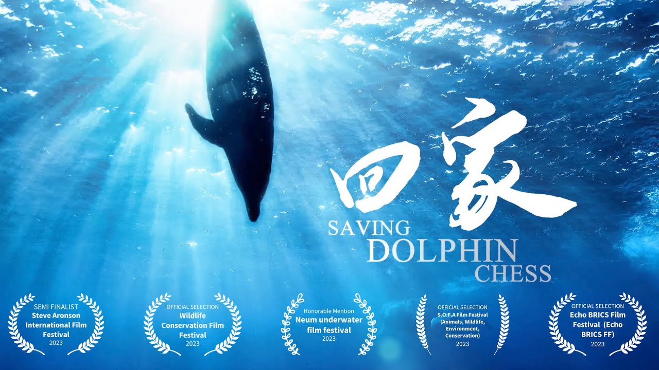 Saving Dolphin Chess - YouTube