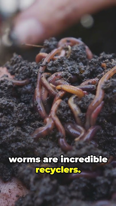 Wiggly Wonders: Unveiling the World of Worms! #animals #shorts # ...