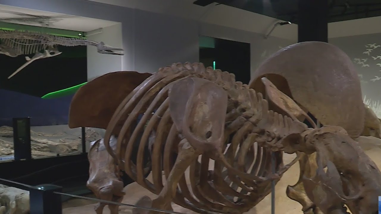 Austin museum unveils immersive prehistoric exhibit with fossils found ...
