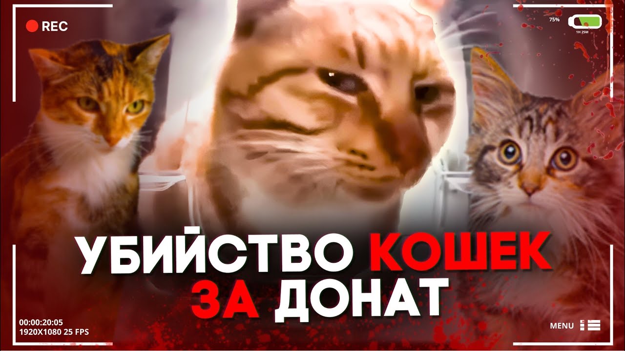 Китайцы Придумали Новый Способ Живодёрства | Hello Street Cat - YouTube