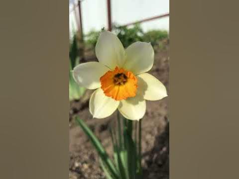 Нарцисс Профессор Энштейн - YouTube