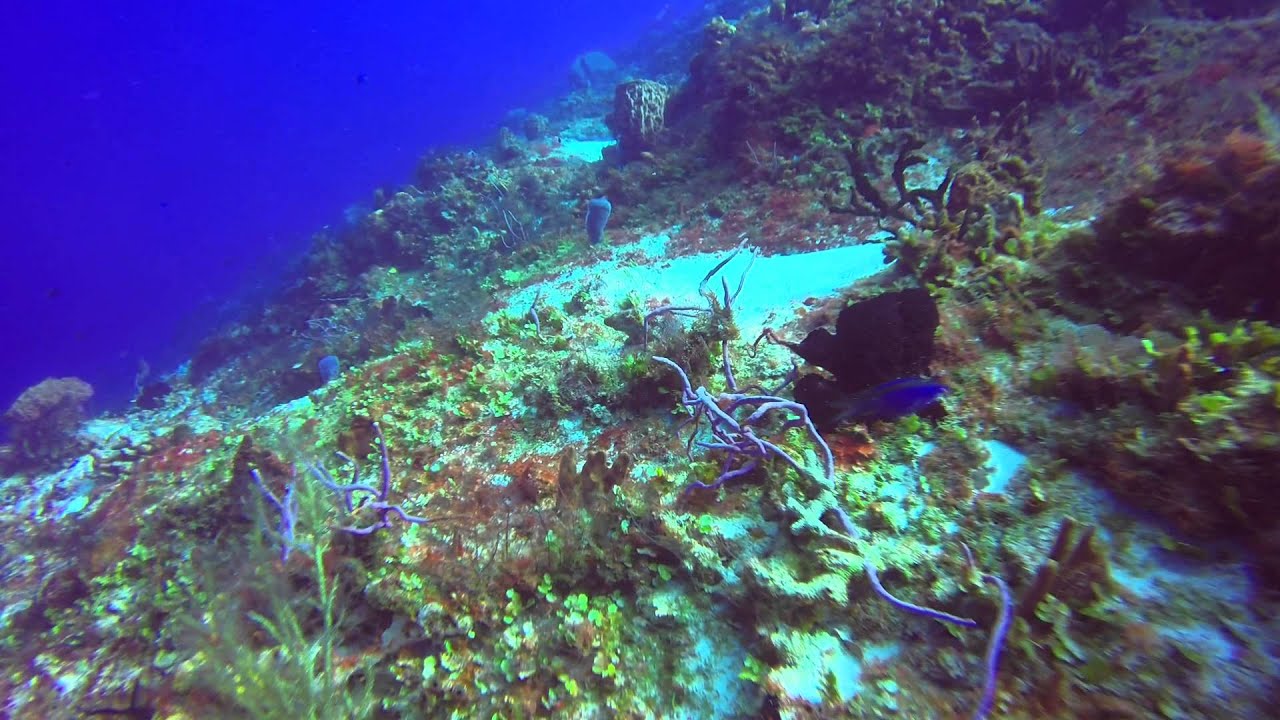 Santa Rosa Wall Dive Part 1 - YouTube