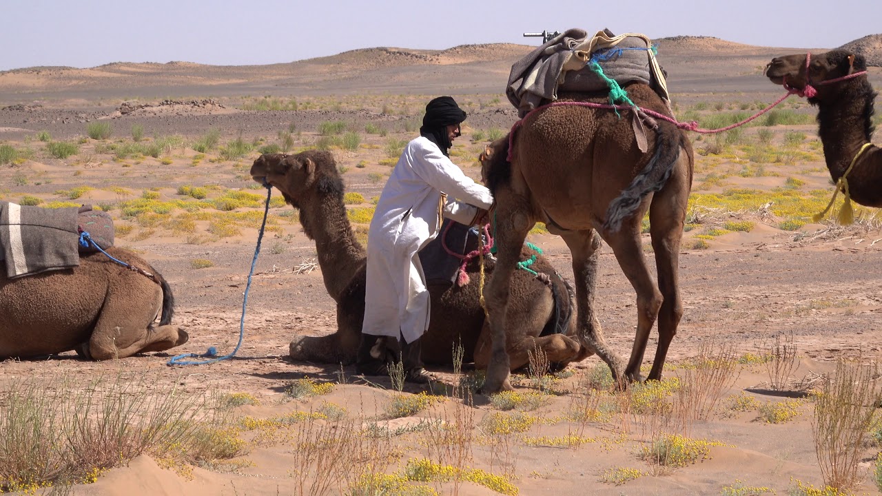 Nomads getting camels to kneel down to prepare for riders near Taouz ...