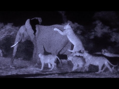 A Pride Of Lions Take Down An Elephant | Planet Earth | BBC Earth