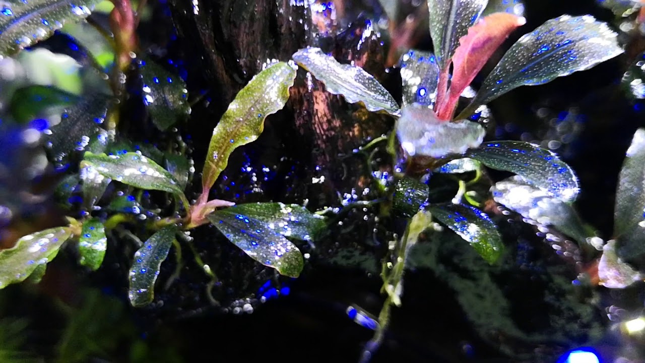 Bucephalandra Red Mini y Japan Kedagang Mini - YouTube