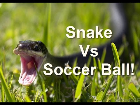 Snake vs Soccer Ball: Epic Battle - YouTube