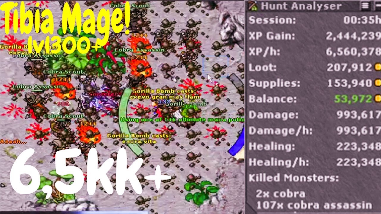 Tibia Melhores Hunt para ED / MS level 250+ Cobra Bastion - YouTube