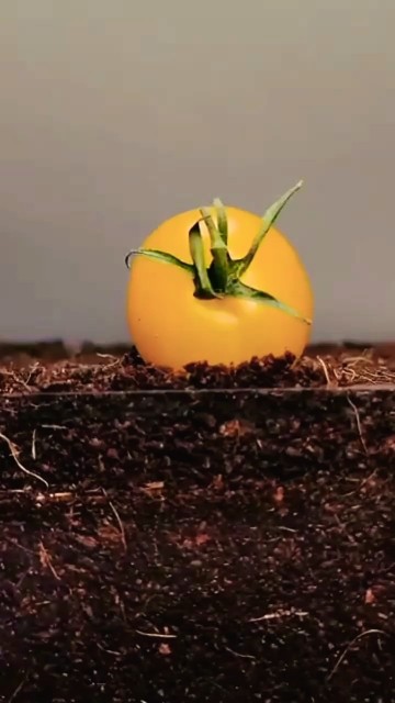 Tomato time lapse video/tomato growing #tomato #timelapse #shorts - YouTube