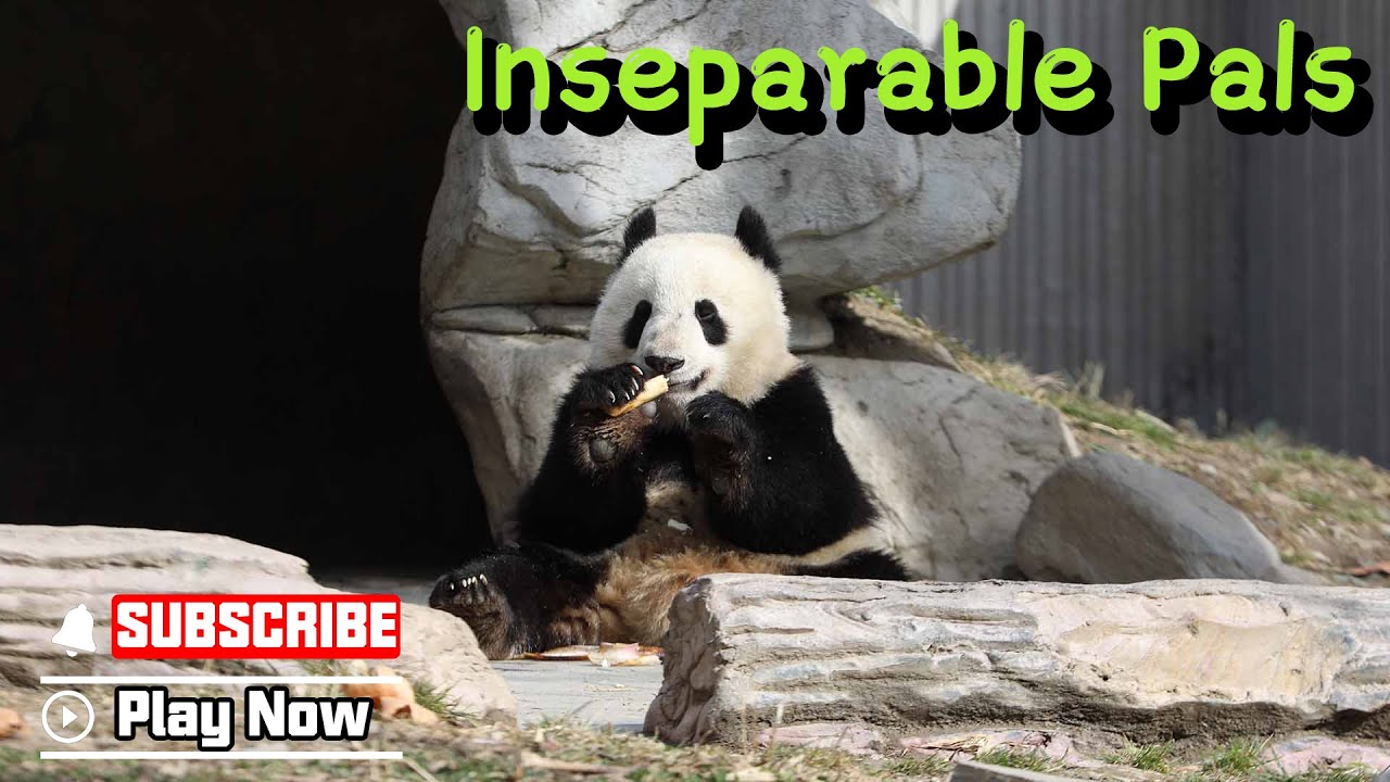 【Super Panda】Episode 371 The Adorable Classmates Of Baby Pandas ...