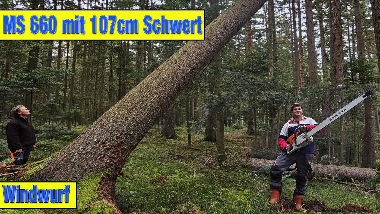 MS 660 mit 107cm Schwert schwierige Windwurf Operation Stihl - YouTube