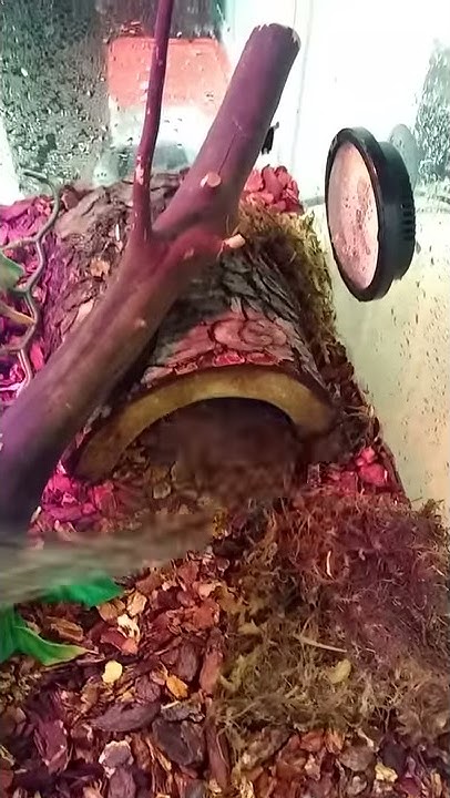 Aggressive Ball Python - YouTube