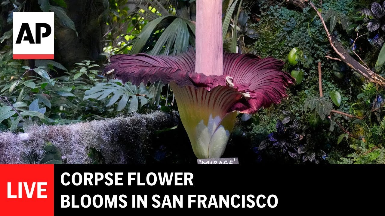 LIVE: Corpse flower blooms in San Francisco - YouTube