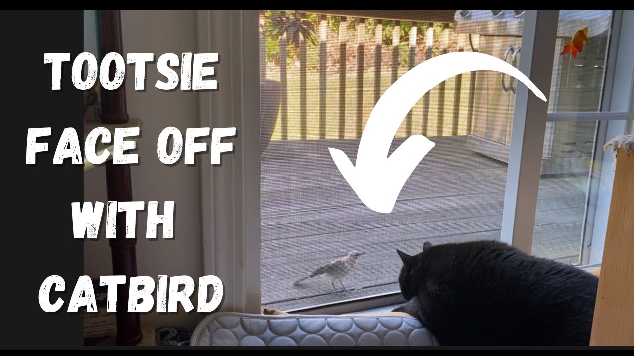 1171) Tootsie Face off with CatBird - YouTube